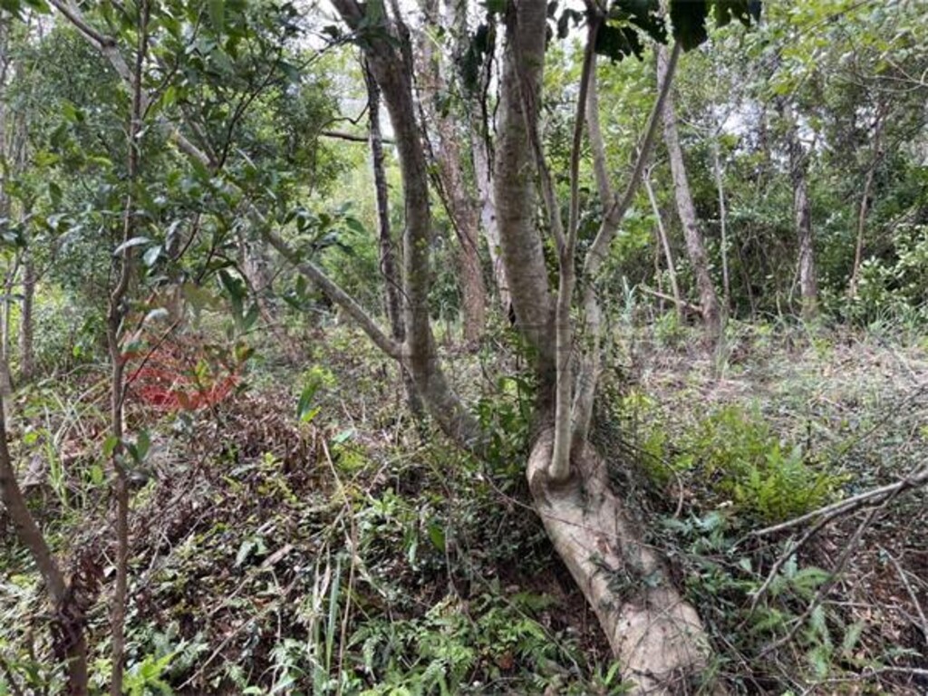 土地峨眉湖畔露營地新竹縣峨眉鄉赤柯坪 樂屋網 土地買賣