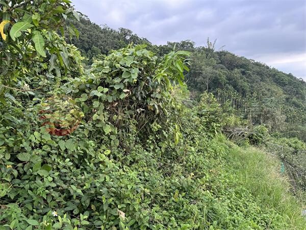 土地東勢高工山間靜謐農牧用地台中市東勢區新伯公段番社小段 樂屋網 土地買賣