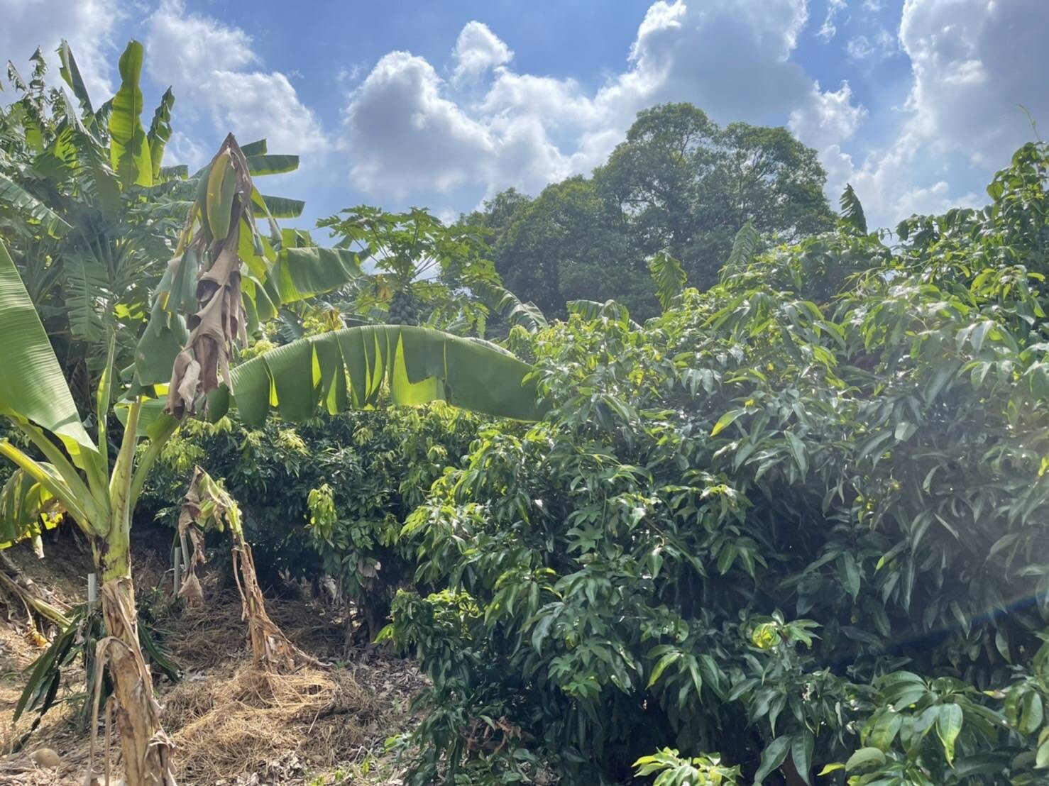 農地大樹區龍目段開心農場漂亮農地高雄市大樹區龍目段 樂屋網 土地買賣