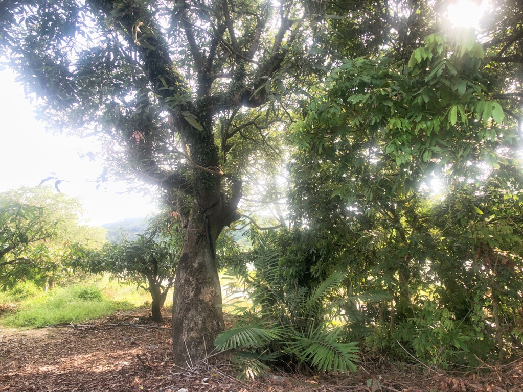 農地楠西百年芒果樹優質農地台南市楠西區永興段 樂屋網 土地買賣