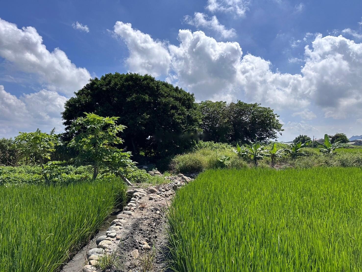 九張犁圳~特地農業 農牧用地~低總價一坪算仟元 台中市大甲區買房子、房屋出售 樂屋網
