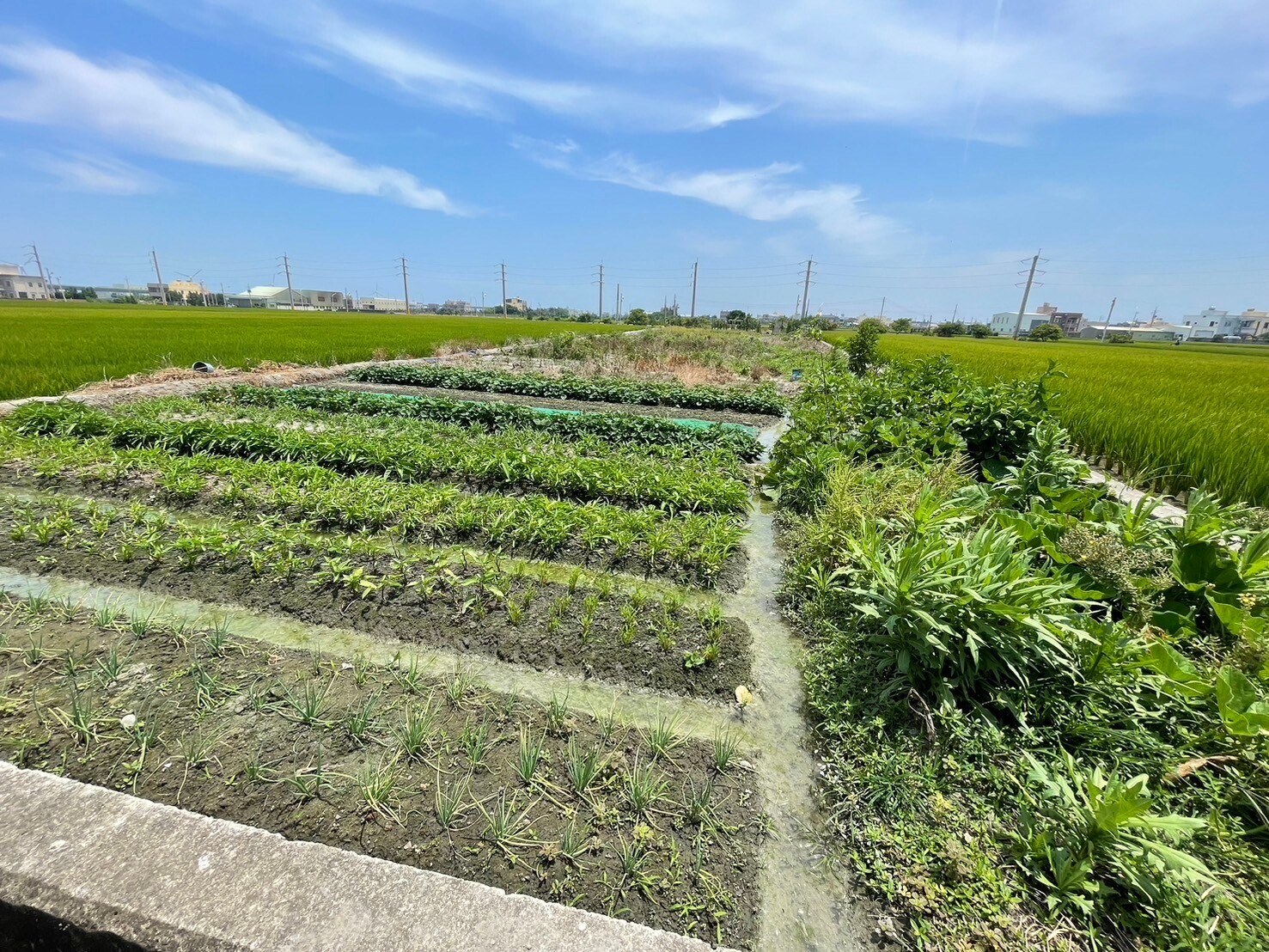 農地專任必看西岐國小後開心農地 大甲區西岐段 台中市大甲區順帆路96號 樂屋網 土地買賣