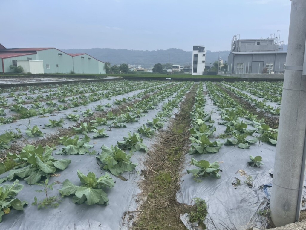 農地東草屯5米路低總價農地可種菜南投縣草屯鎮永安路 樂屋網 土地買賣