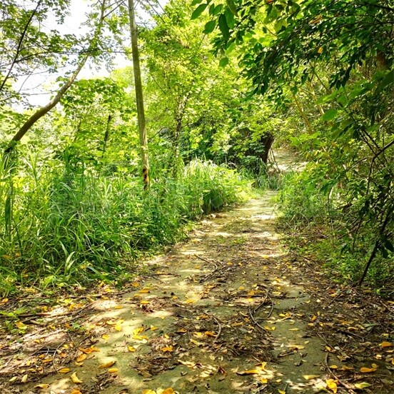 農地左鎮澄山便宜農牧＆林地台南市左鎮區山豹段 樂屋網 土地買賣