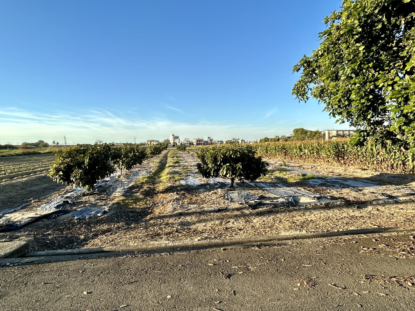 農地（專善化國中旁之 有水有電美農地台南市善化區曾文段 樂屋網 土地買賣
